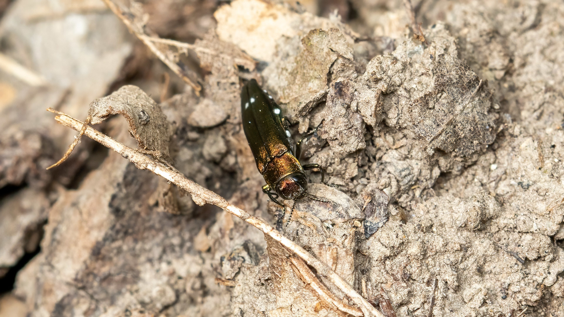 Agrilus biguttatus (Fabricius, 1776)