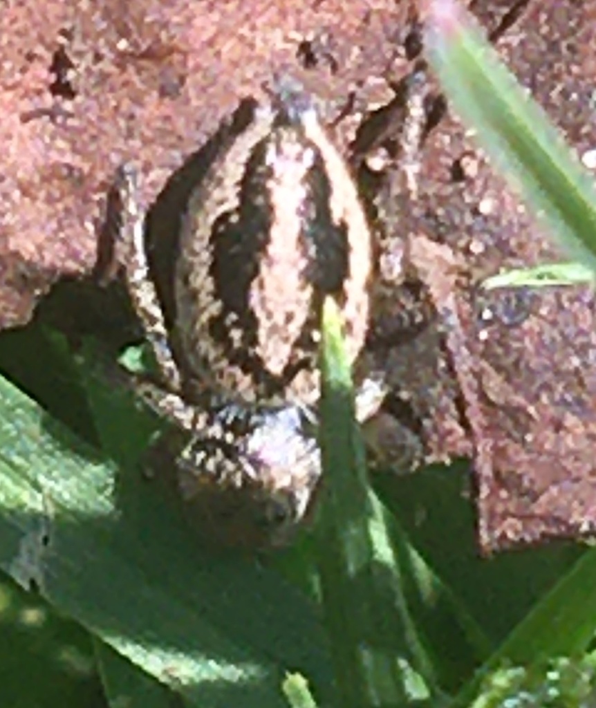 Paradise Jumping Spiders from Madison, WI, USA on June 03, 2022 at 09: ...