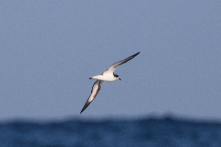 Hawaiian Petrel in June 2018 by BJ Stacey. Oahu, Hawaii, US · iNaturalist