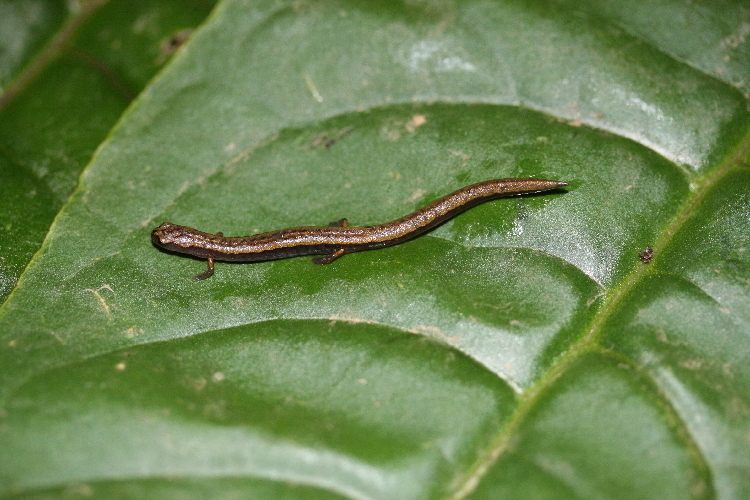 Golden Thorius (Amphibians of Southern Mexico ) · iNaturalist