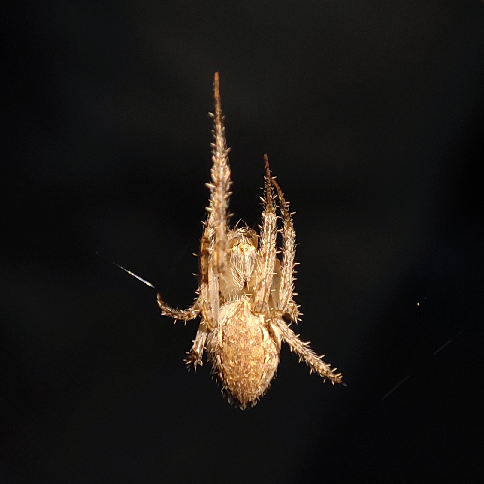 Larinia lineata (Lucas, 1846)