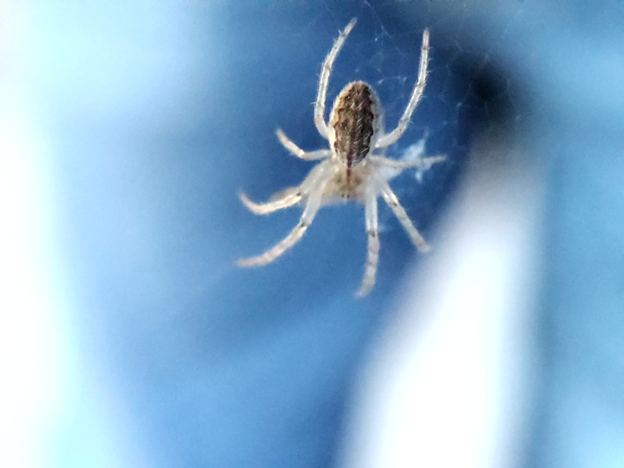 Larinia lineata (Lucas, 1846)