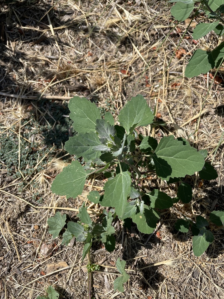 Common Lambsquarters from Ashby Ave, Los Angeles, CA, US on June 06 ...