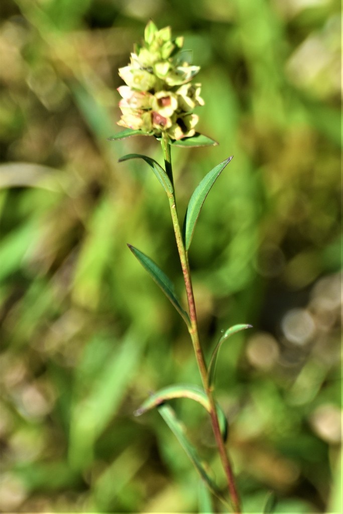 Shrubby Primrose-willow from Polk County, FL, USA on June 06, 2022 at ...