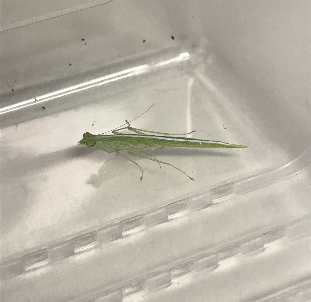 Snake Mantis from 2 Meta Street, Croydon, NSW, AU on June 27, 2018 at ...