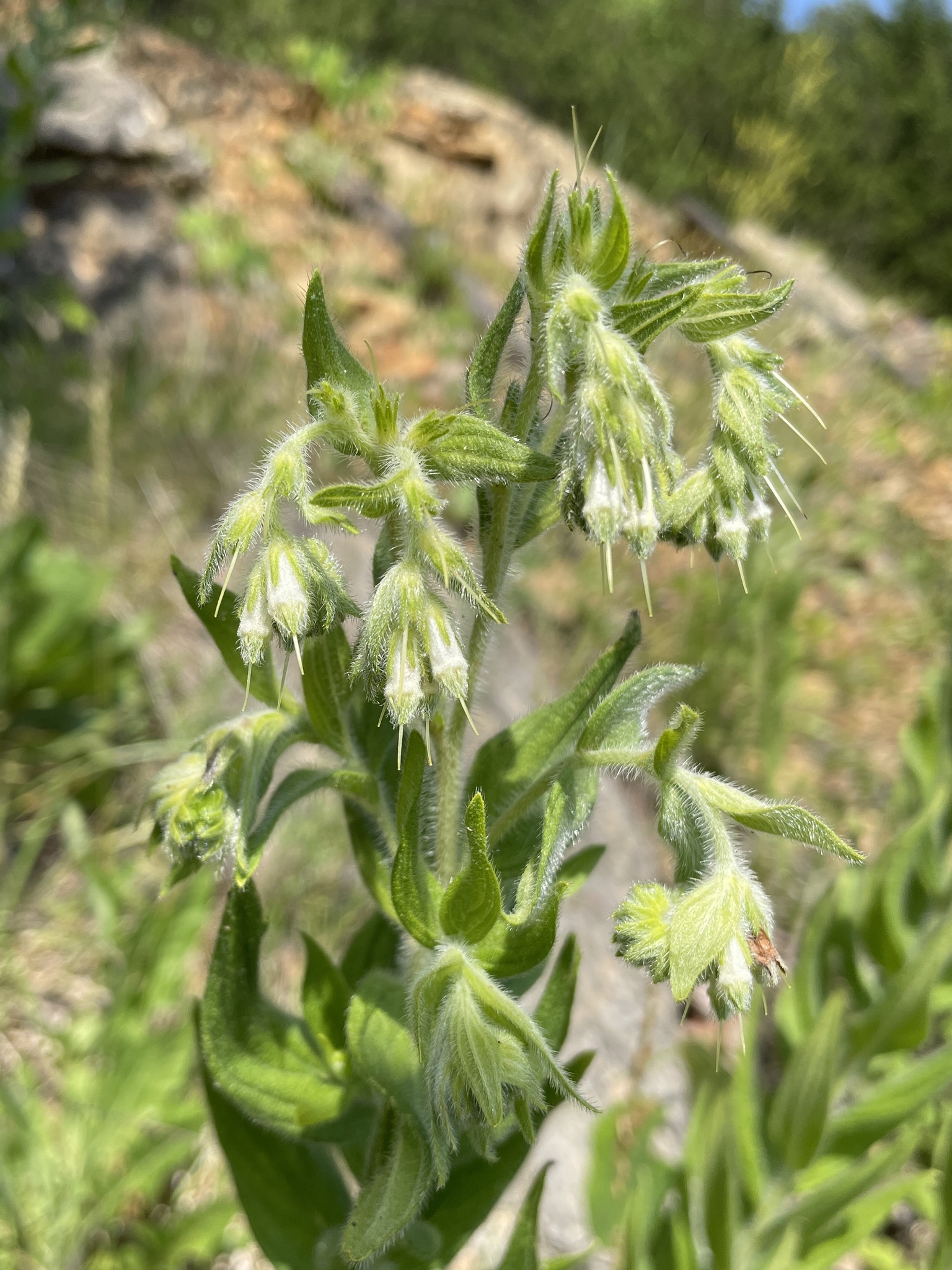 Lithospermum parviflorum Weakley, Witsell & D.Estes