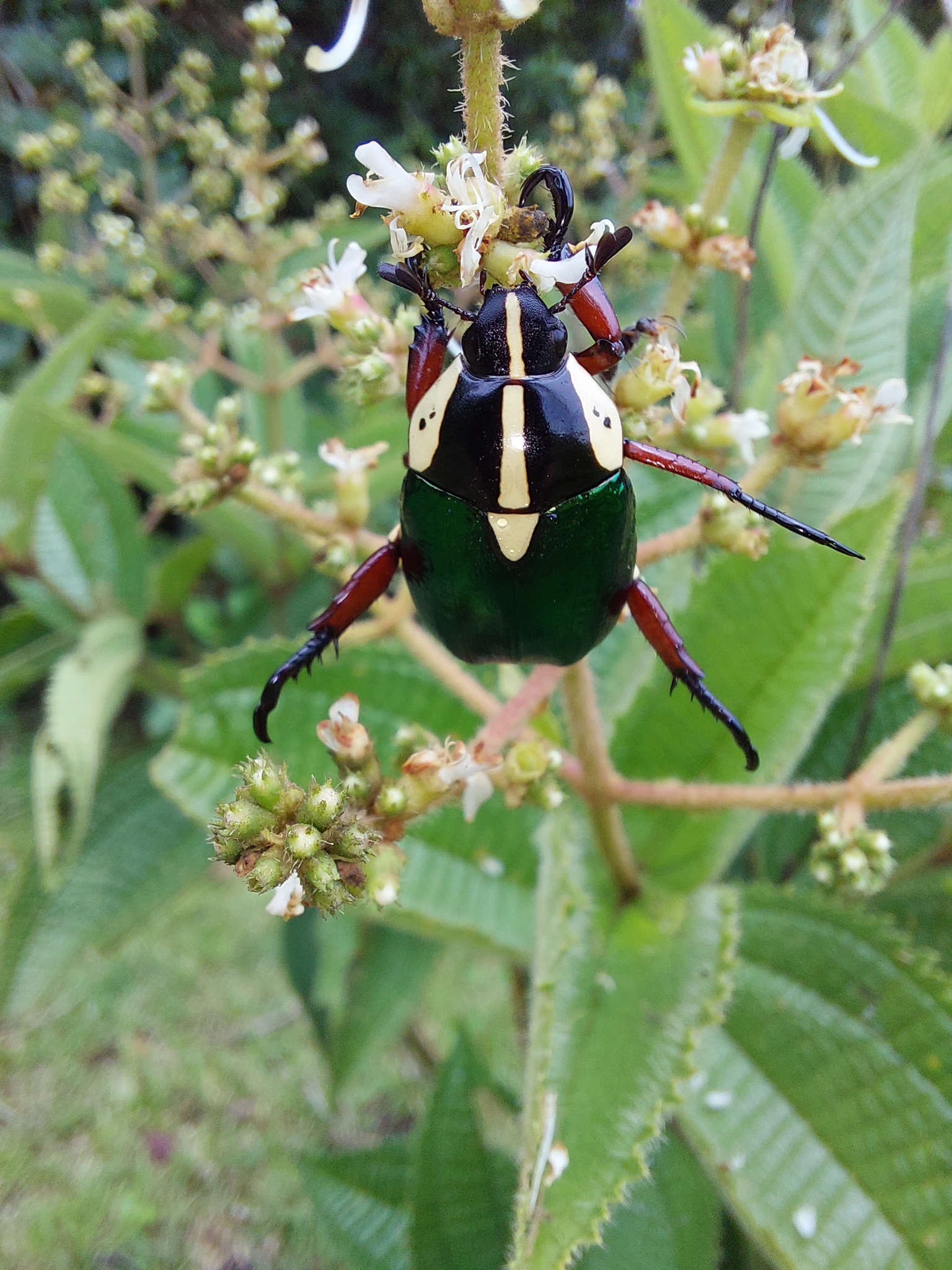 Rutela laeta (Weber, 1801)