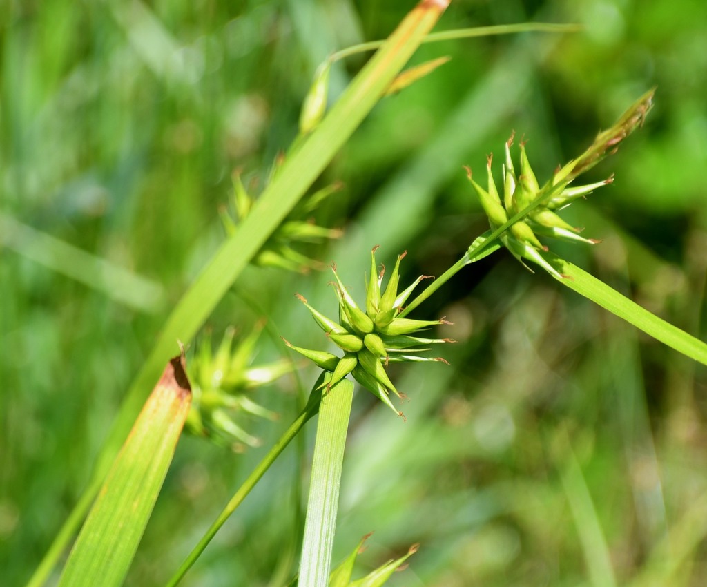northern long sedge from Tucker County, WV, USA on June 06, 2022 at 11: ...