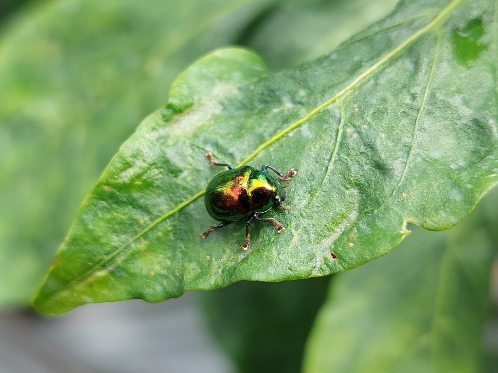 Colaspoides from Provincia de Alajuela, Alajuela, Costa Rica on June 6 ...