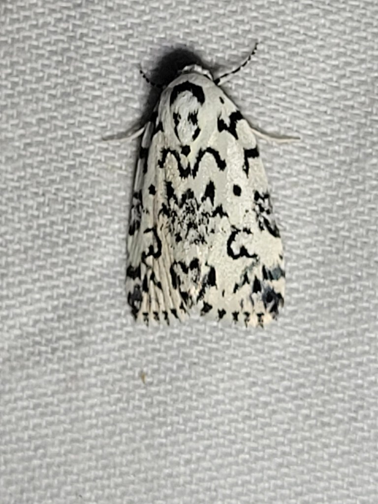 Hebrew Moth from Chase, MD 21220, USA on June 03, 2022 at 09:22 PM by ...