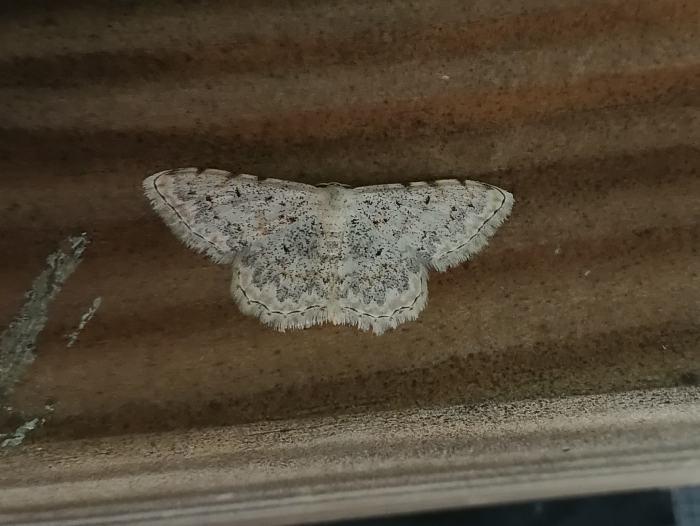 Scopula submutata (Treitschke, 1828)