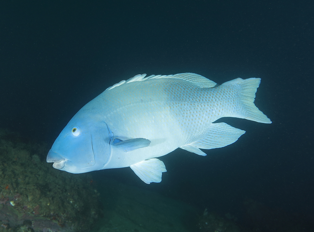 Eastern Blue Groper (Fishes of Cabbage Tree Bay Aquatic Reserve, Sydney ...