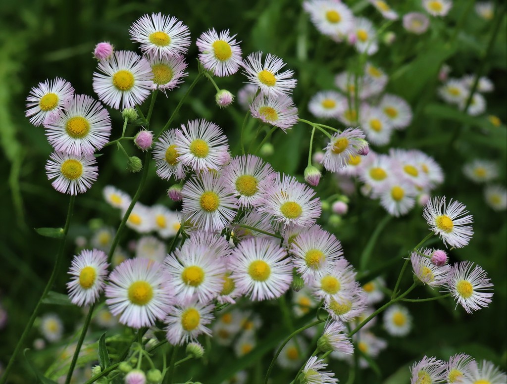 Philadelphia fleabane from Keegan Pkwy, Belleville, ON K8N, Canada on ...