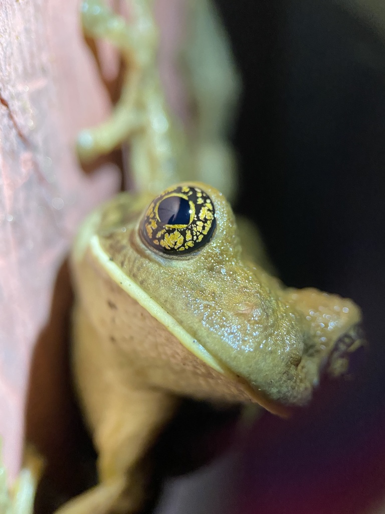 Vermiculated Tree Frog from El Llano, Jucuarán, Usulután, SV on May 25 ...