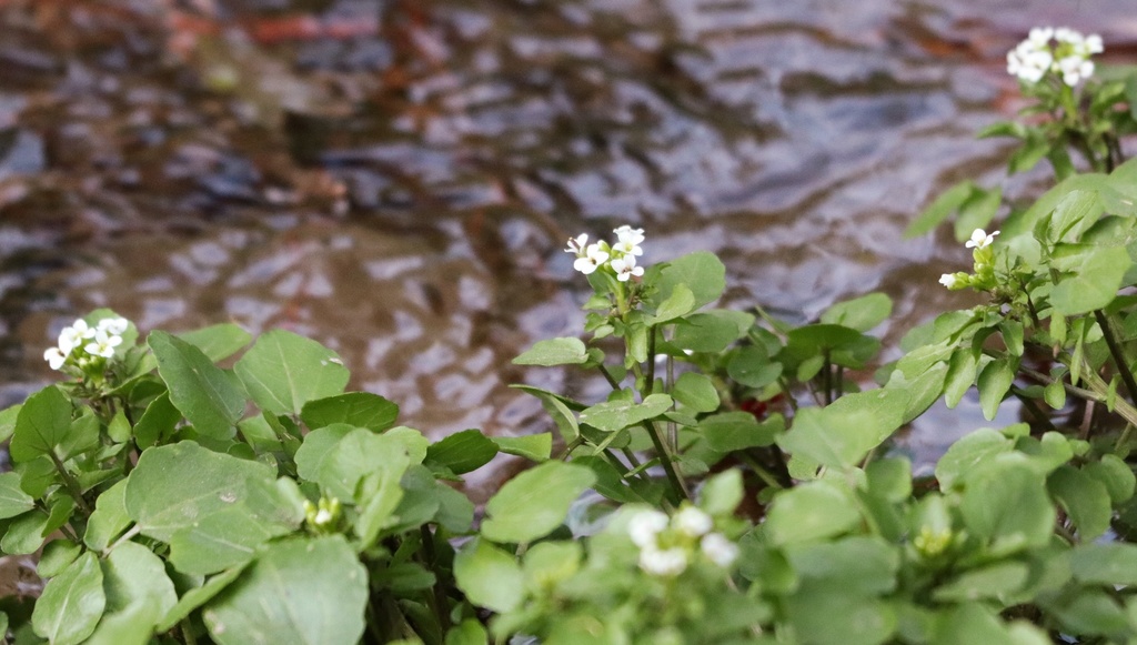 watercress from Corn Creek Visitor's Center on April 15, 2022 at 06:29 ...
