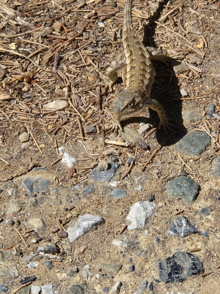 Western Fence Lizard from Alum Rock, San Jose, CA, USA on June 03, 2022 ...