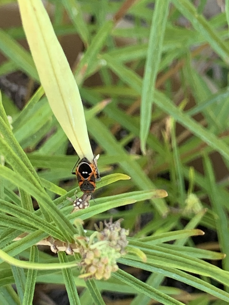 Small Milkweed Bug in June 2022 by Linda Arandas. On Asclepias ...
