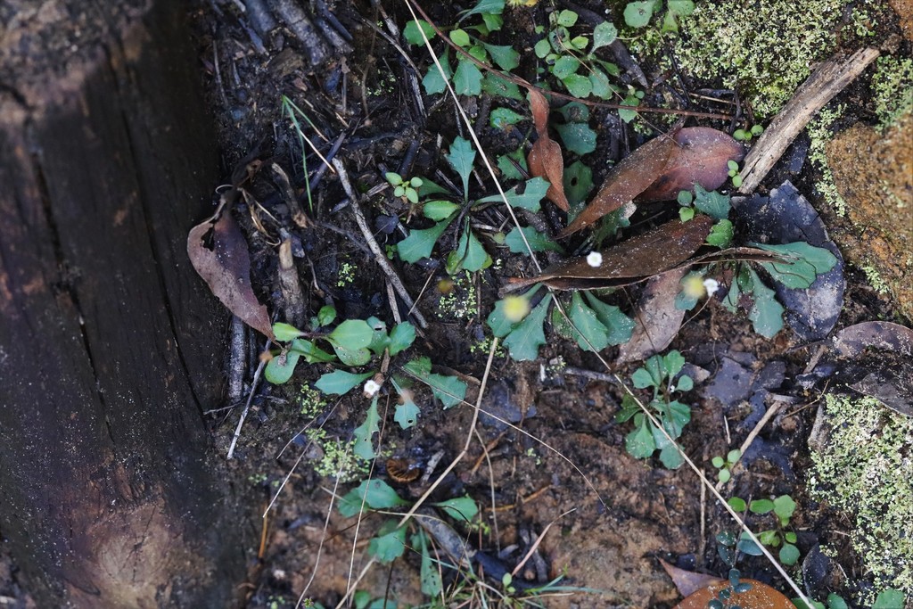 slender bottle-daisy from Central Coast NSW, Australia on May 18, 2022 ...