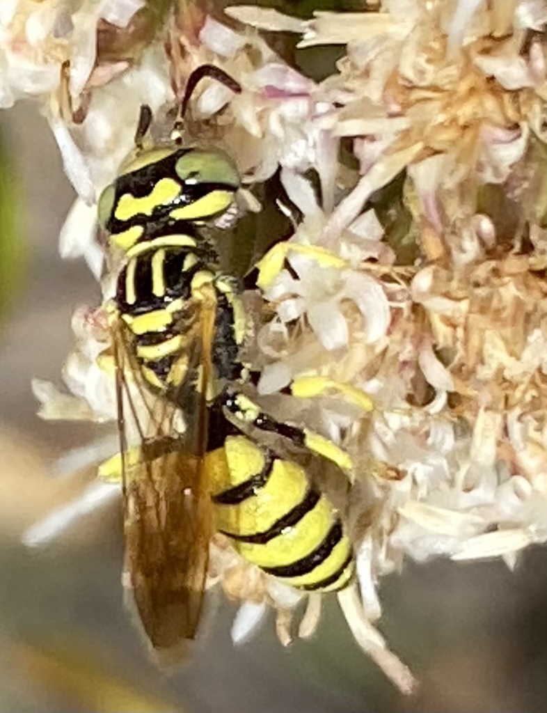 Beewolves from Mission Trails Regional Park, San Diego, CA, US on June ...