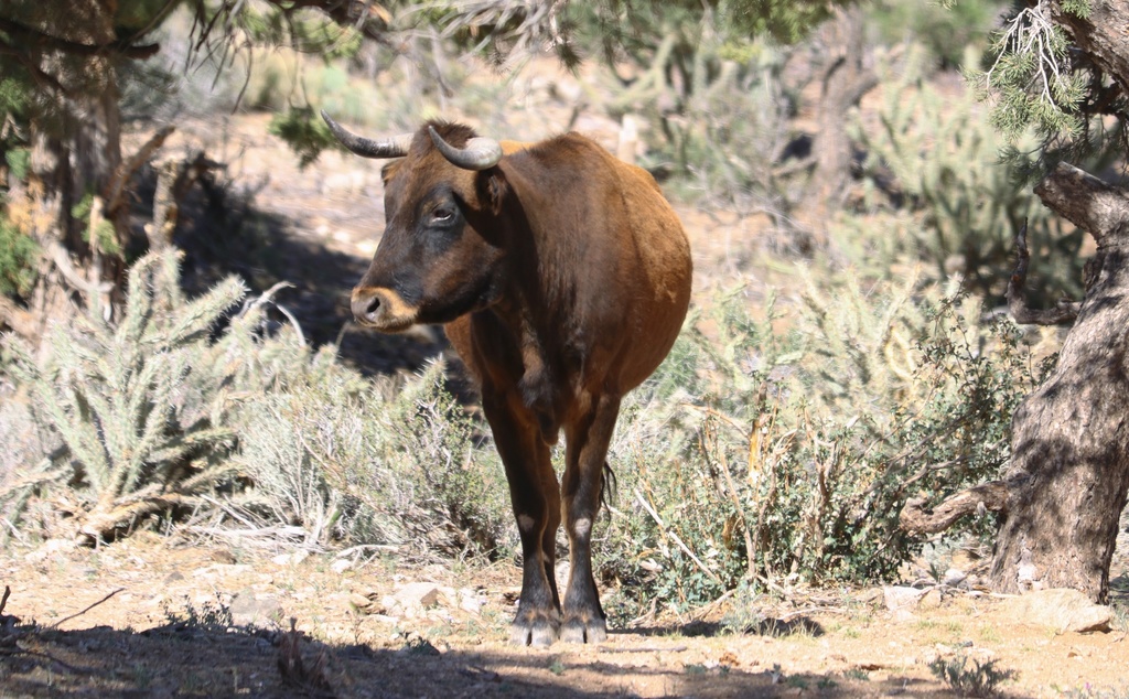 Domestic Cattle from Clark County, NV, USA on April 23, 2022 at 03:59 ...