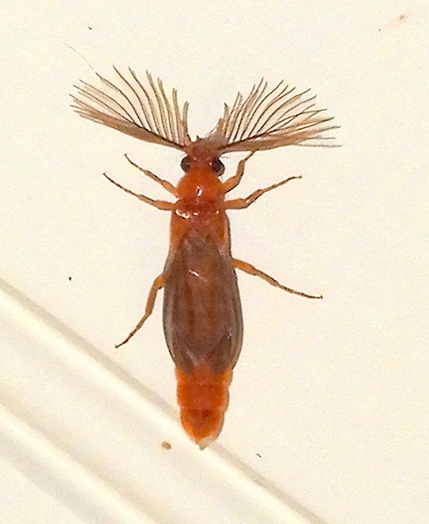 Phengodes frontalis from Private FM2005, Hamilton, TX, USA on June 04 ...