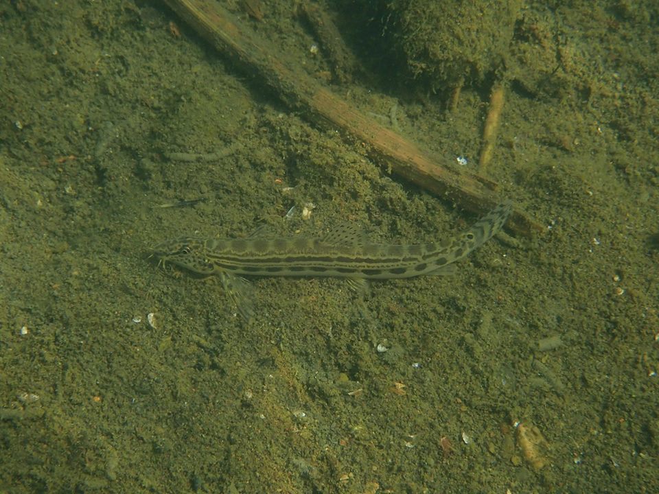 Chinese Spiny Loach (Cobitis sinensis) - Marine Life Identification