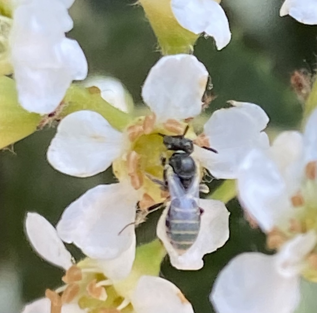 Rhus Fairy Bee from Mission Trails Regional Park, San Diego, CA, US on ...
