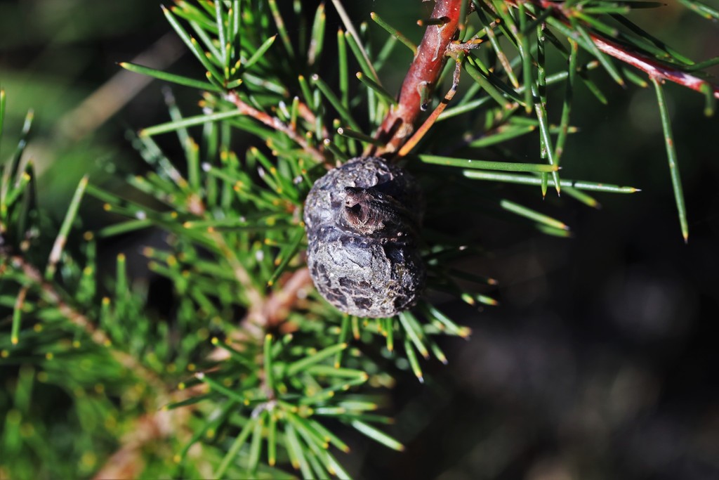 Pincushion trees from Central Coast NSW, Australia on May 18, 2022 at ...