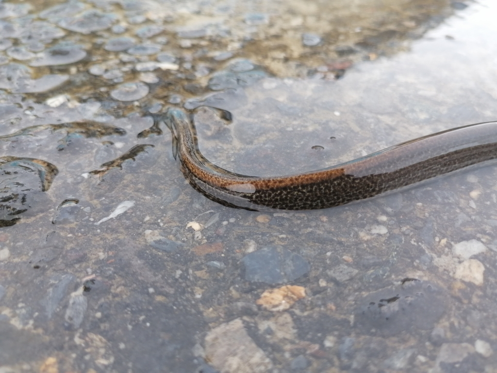 Marbled Swamp Eel from Upstairs Ramsingh's Glass Supplies, GH9Q+C2C ...