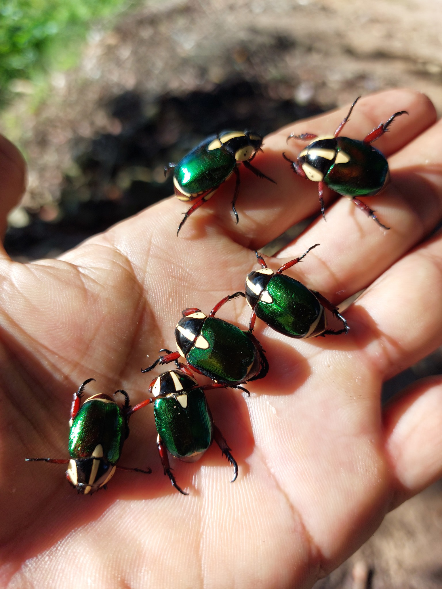 Rutela laeta (Weber, 1801)