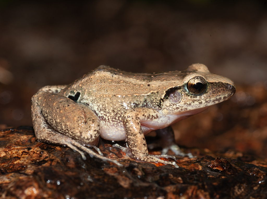 Cuban Groin-spot Frog from Caimanera, CU-GU, CU on March 02, 2022 at 10 ...