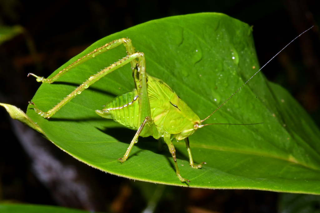 Neotropical Giant Katydids from Calima, Valle del Cauca, Colombia on ...