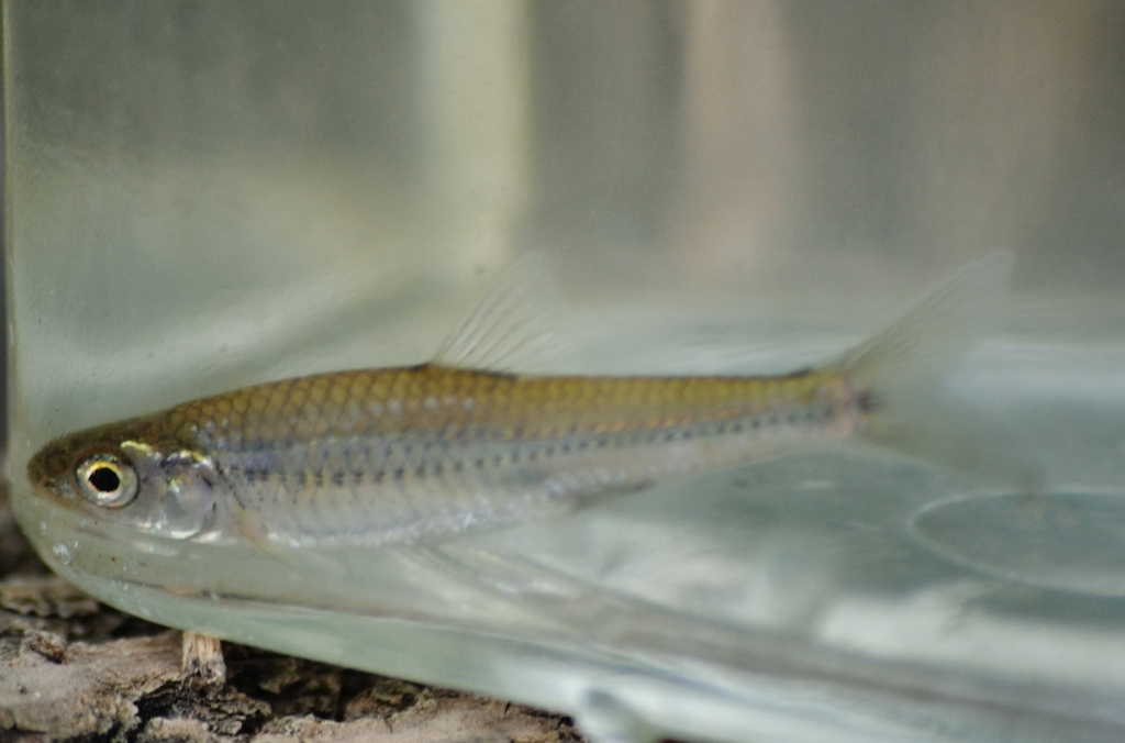 Sand Shiner from Stark County, OH, USA on June 06, 2022 at 04:19 PM by ...