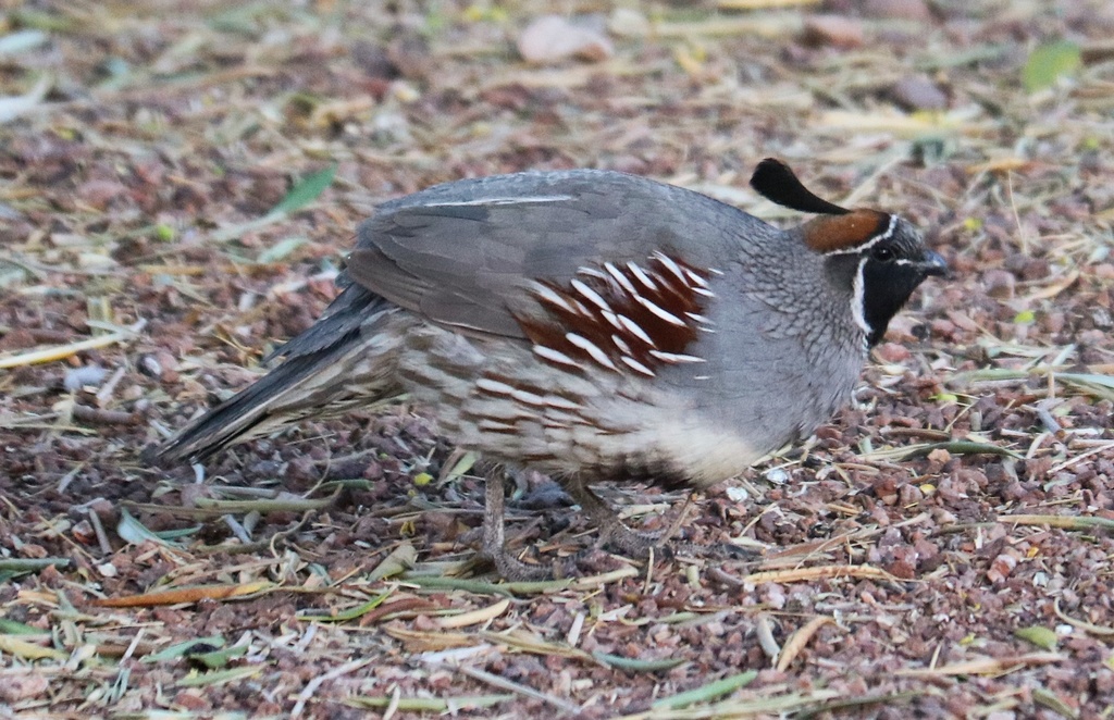 Gambel's Quail from Foothills, Henderson, NV 89015, USA on May 9, 2022 ...