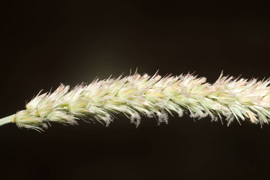 (Cenchrus setigerus) - Botanical Realm