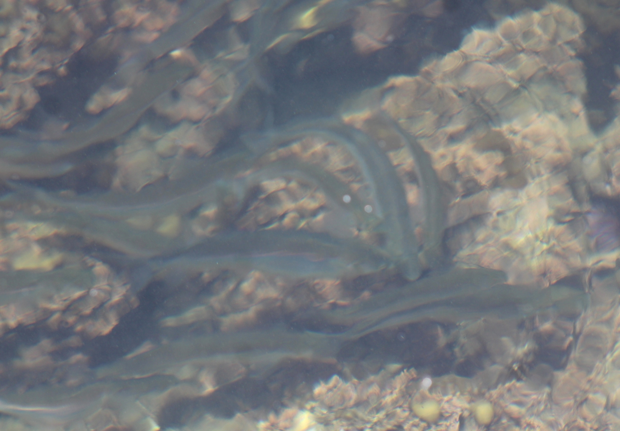 Atherinops affinis (Ayres, 1860)