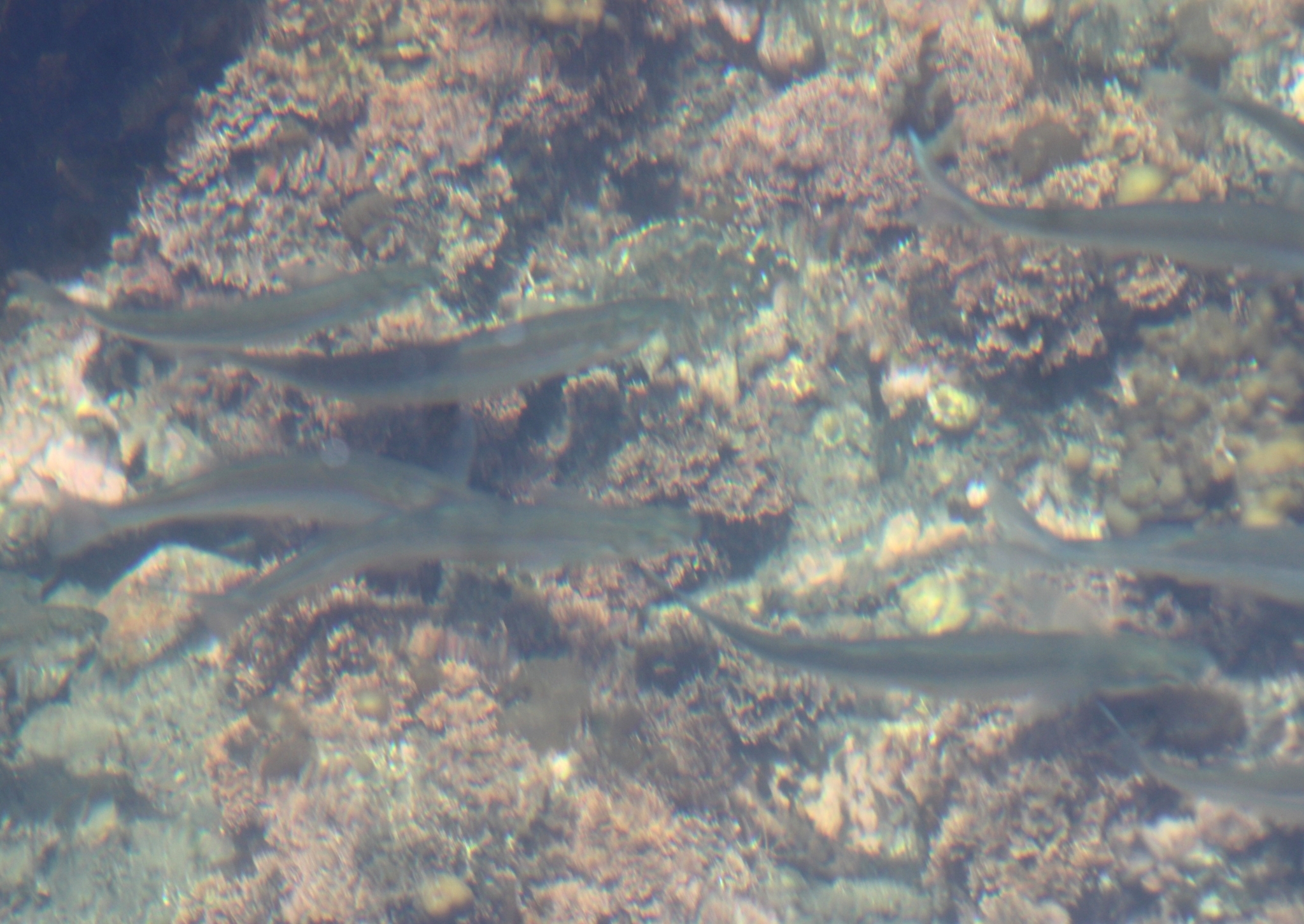 Atherinops affinis (Ayres, 1860)