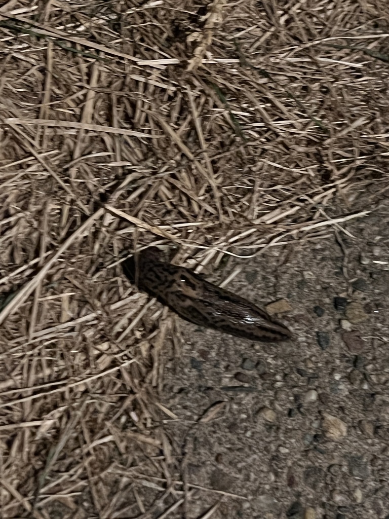 Leopard Slug from W Price St, Philadelphia, PA, US on June 06, 2022 at ...