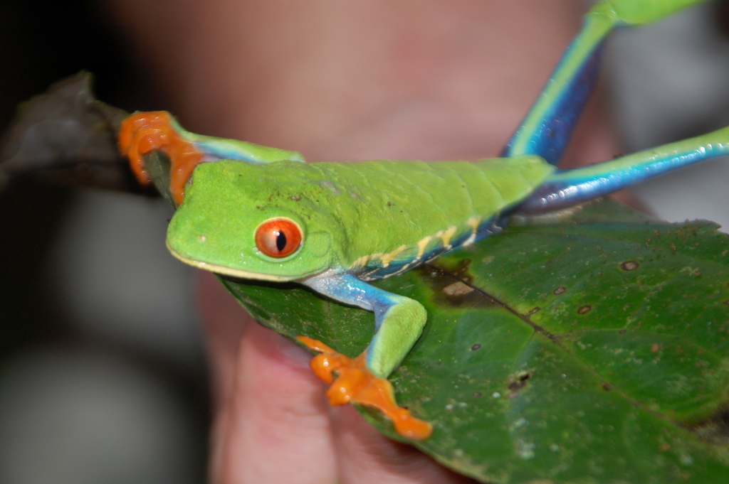 Rana de árbol de ojos rojos (Arenal Costa Rica) · iNaturalist
