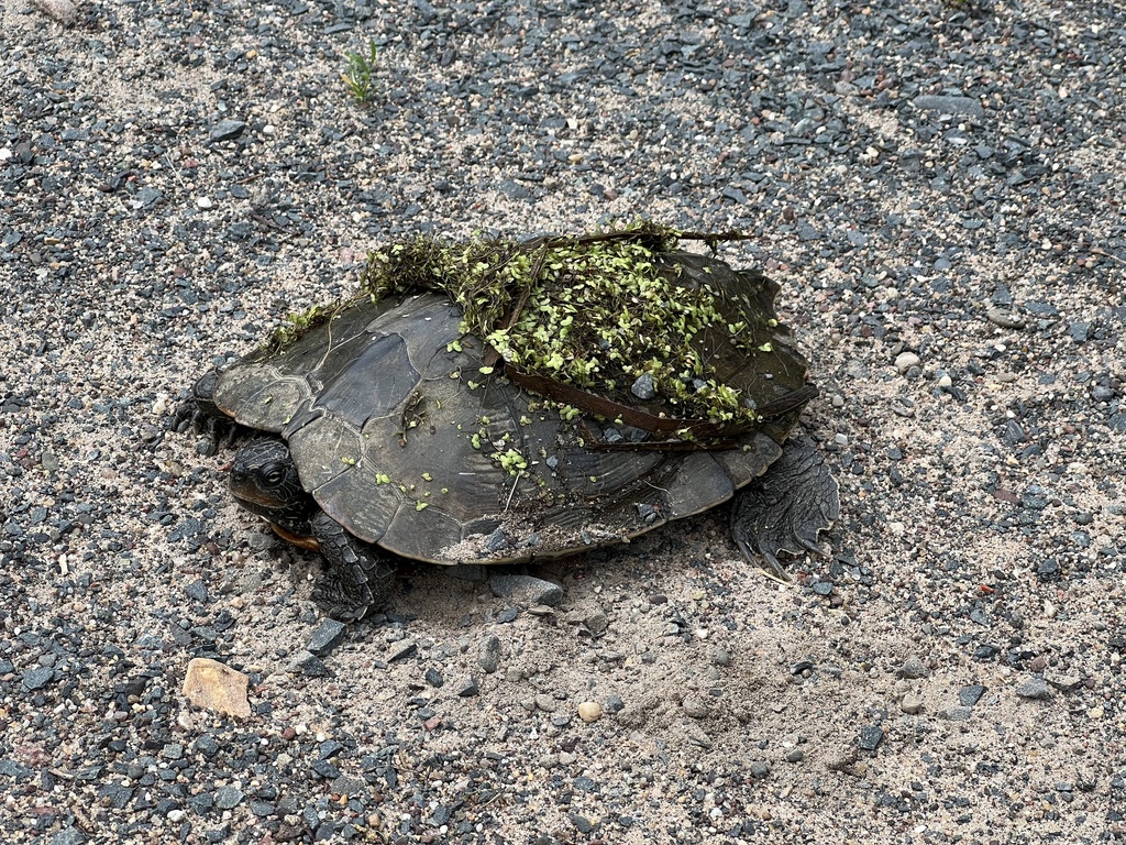 Northern Map Turtle from Saint Croix National Scenic Riverway, Marine ...