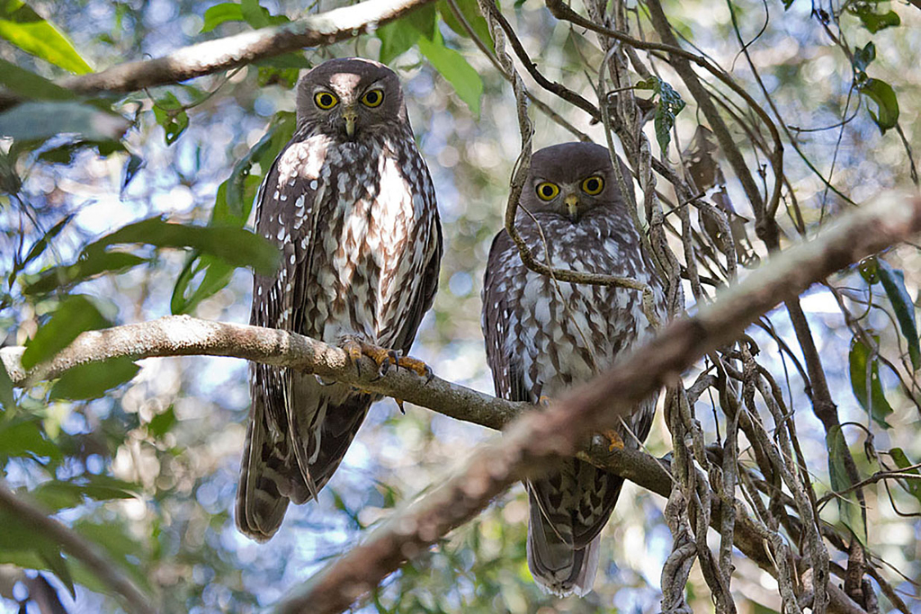 Barking Owl from Gold Coast QLD, Australia on August 13, 2013 at 09:38 ...
