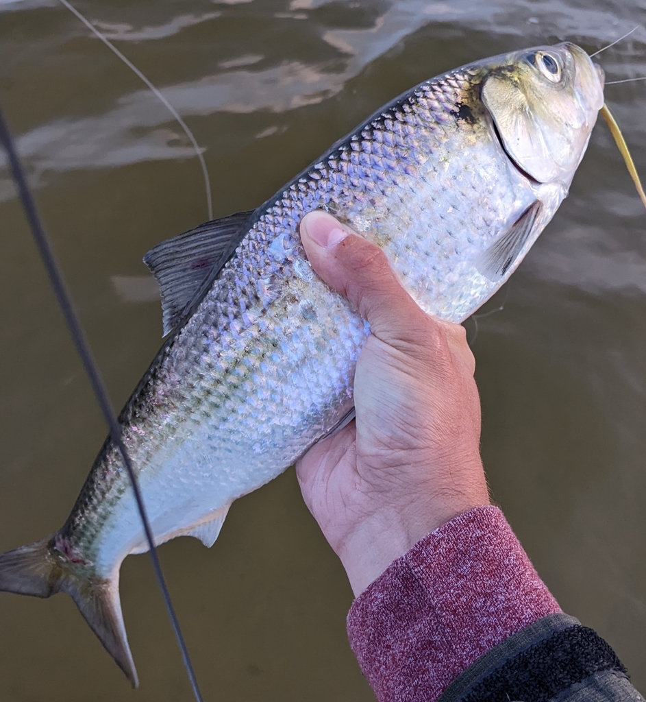 Hickory Shad from Falmouth, MA, USA on June 06, 2022 at 07:57 PM by ...