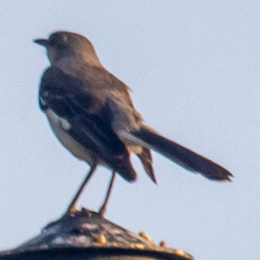 Northern Mockingbird from Knoll Creek Dr, Carriere, MS, US on June 06 ...