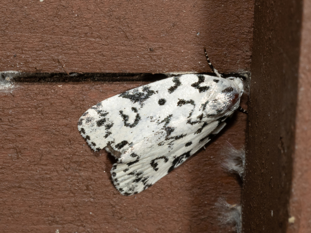 Hebrew Moth from Chase, MD 21220, USA on June 04, 2022 at 01:12 PM by ...