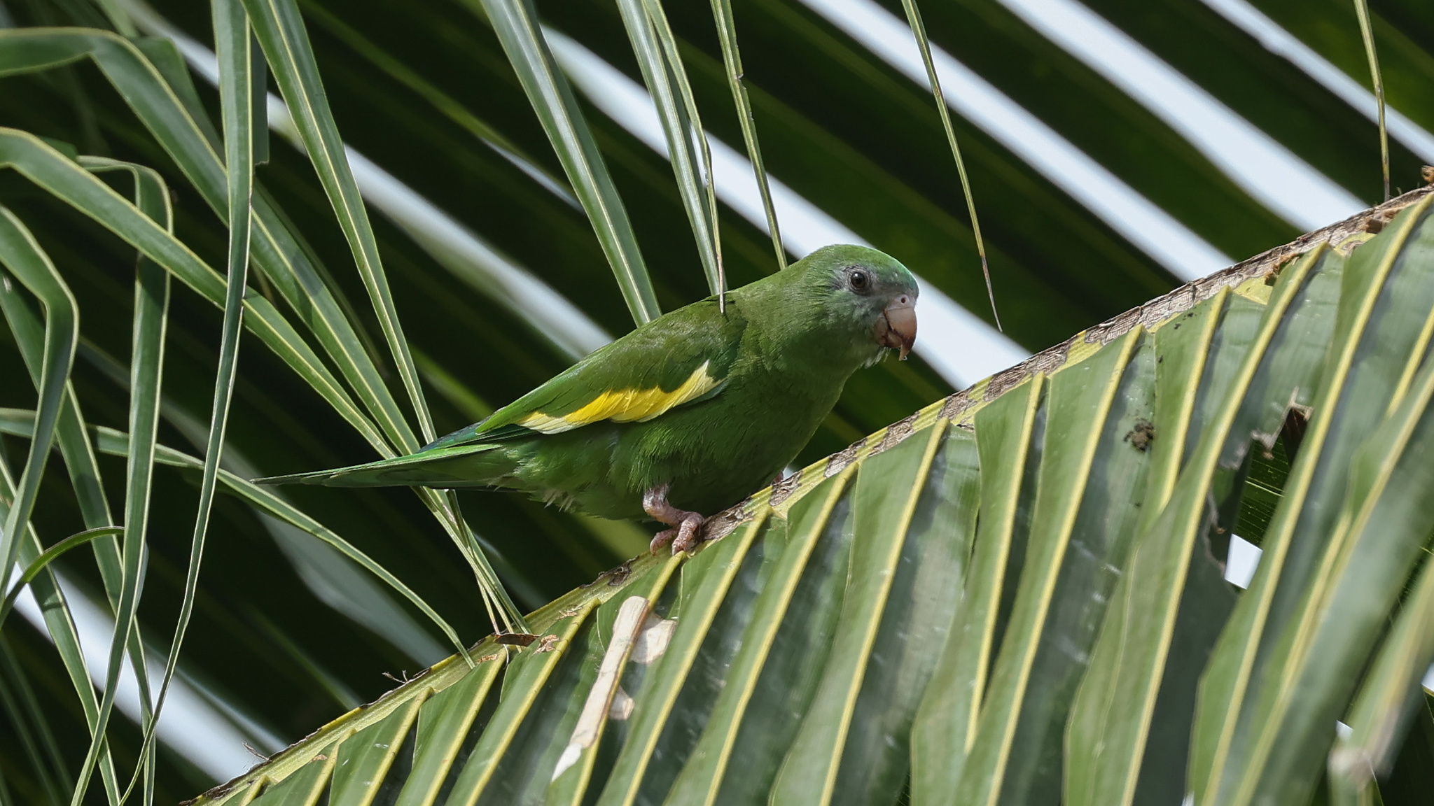 Brotogeris versicolurus (Statius Muller, 1776)