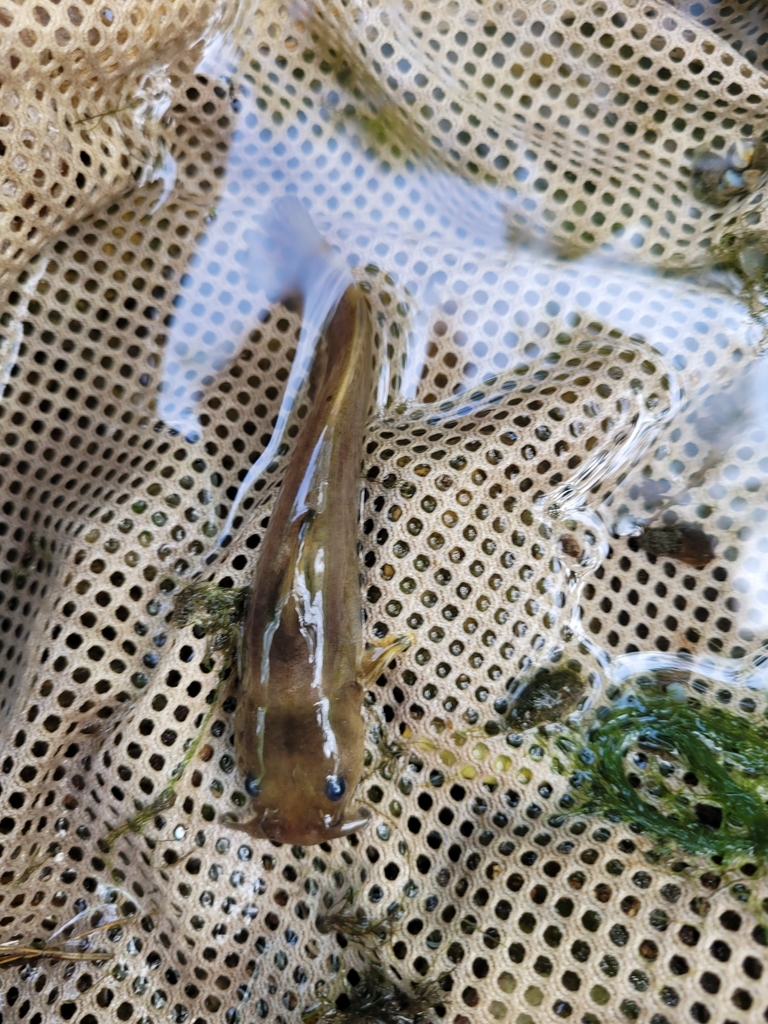 Stonecat from Dimmick Township, IL, USA on May 22, 2021 at 12:36 PM by ...