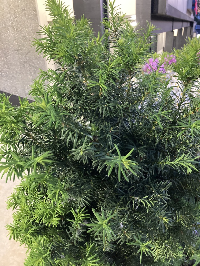 common yew from Ross Plaza, Bellevue, WA, US on June 6, 2022 at 09:25 ...