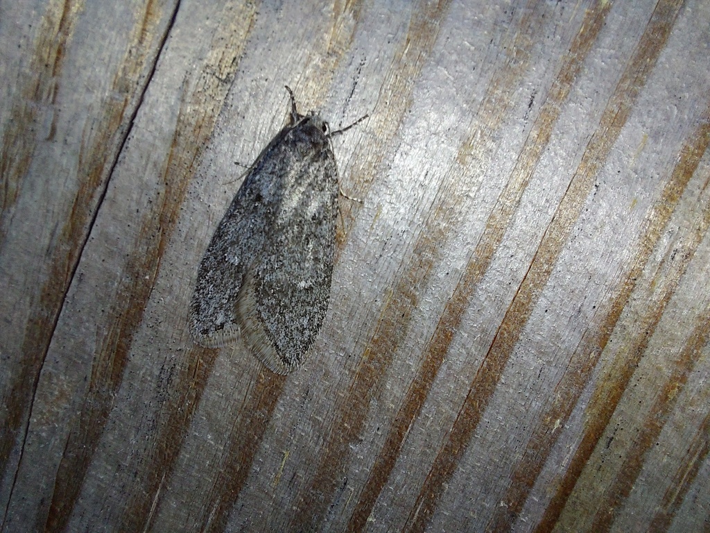 Poplar Micromoth from Mill Creek Ravine - South, Edmonton, AB, Canada ...