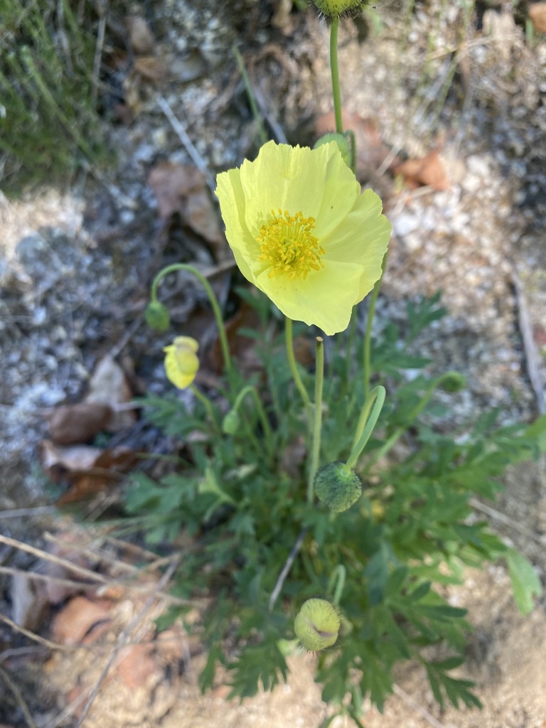 Macoun's Poppy from Chena River State Recreation Area, Fairbanks, AK ...