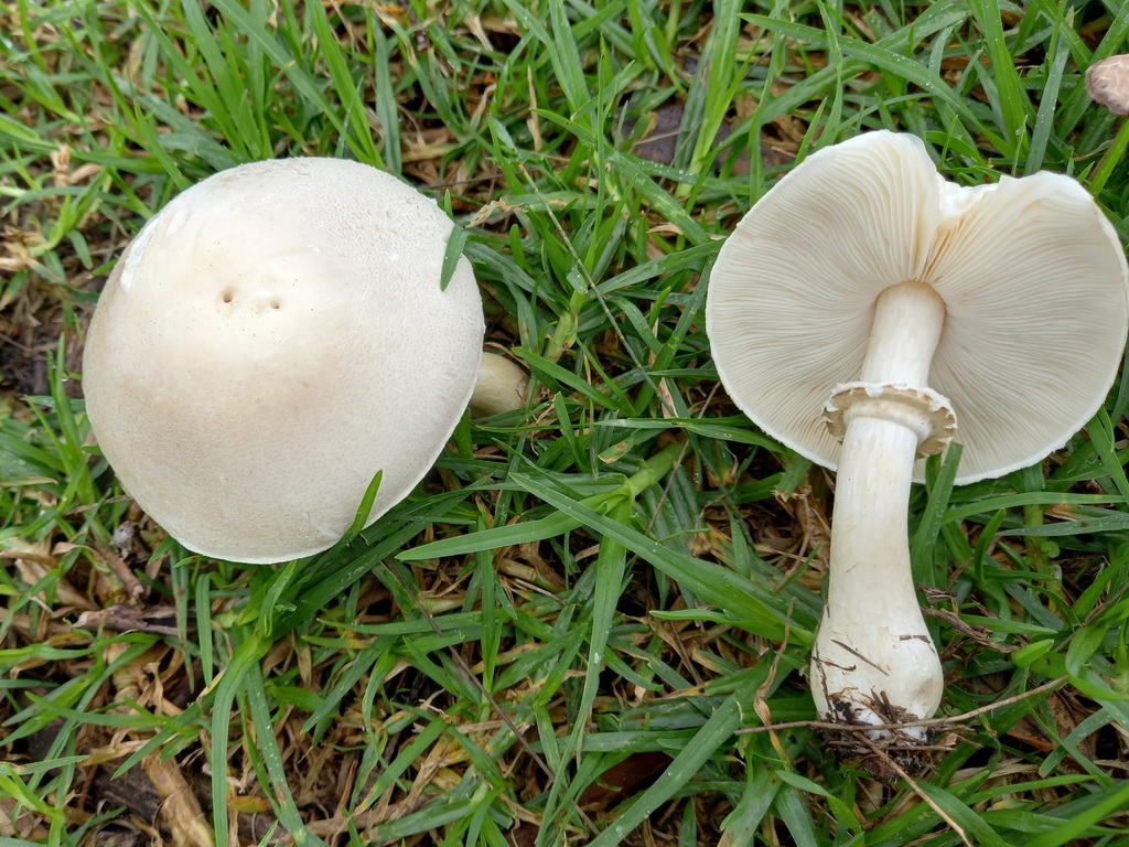 White Dapperling from Ostend, Auckland 1081, New Zealand on June 07 ...